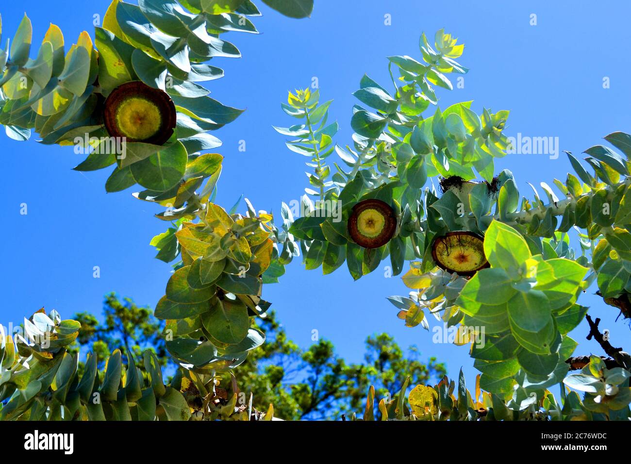 Botanical garden in Perth, Australia Stock Photo - Alamy