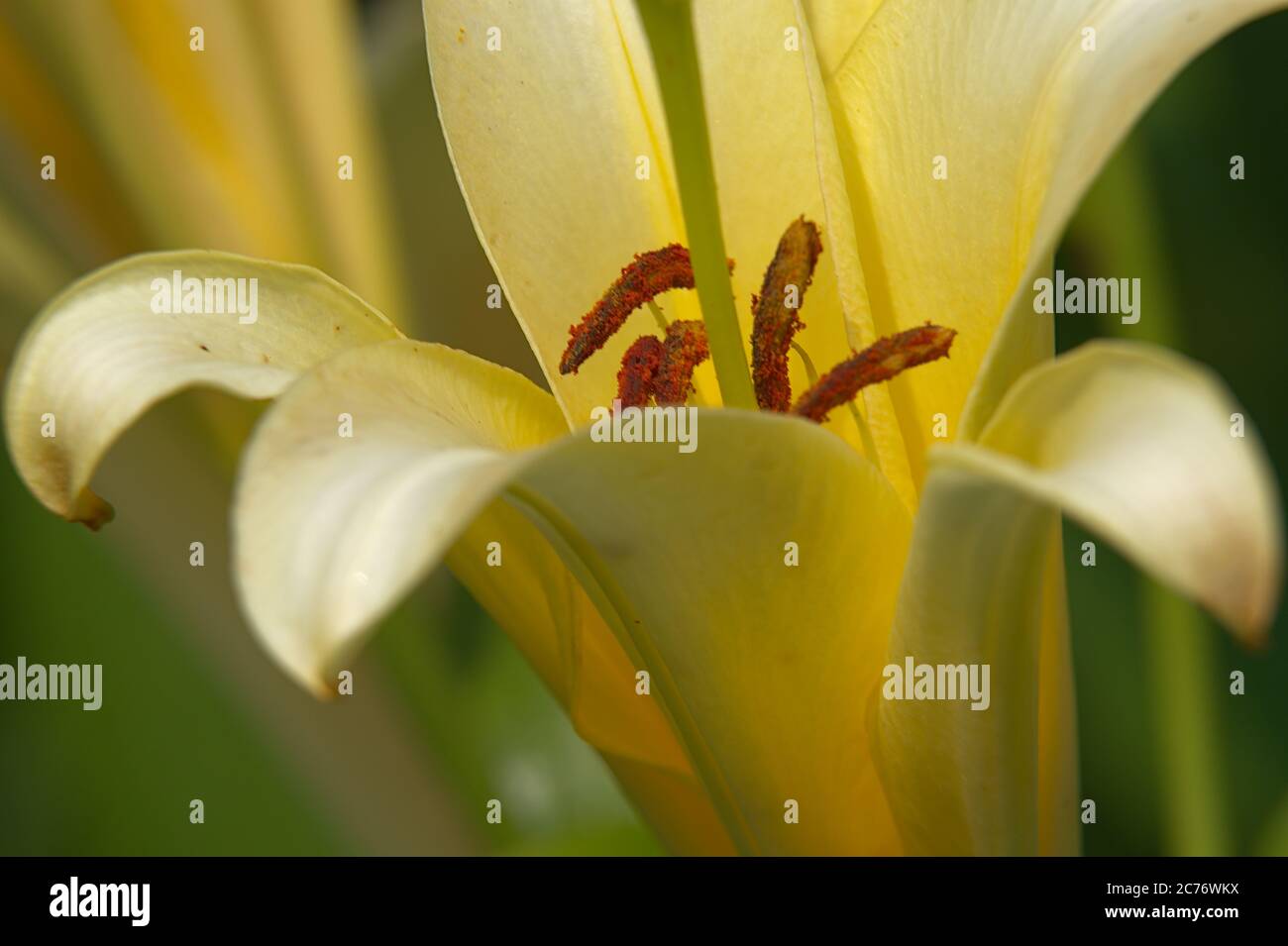 macro of yellow trumpet flower stigma Stock Photo - Alamy