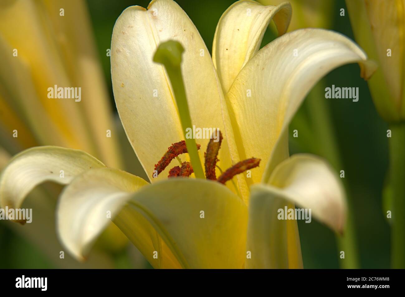macro of yellow trumpet flower stigma Stock Photo - Alamy