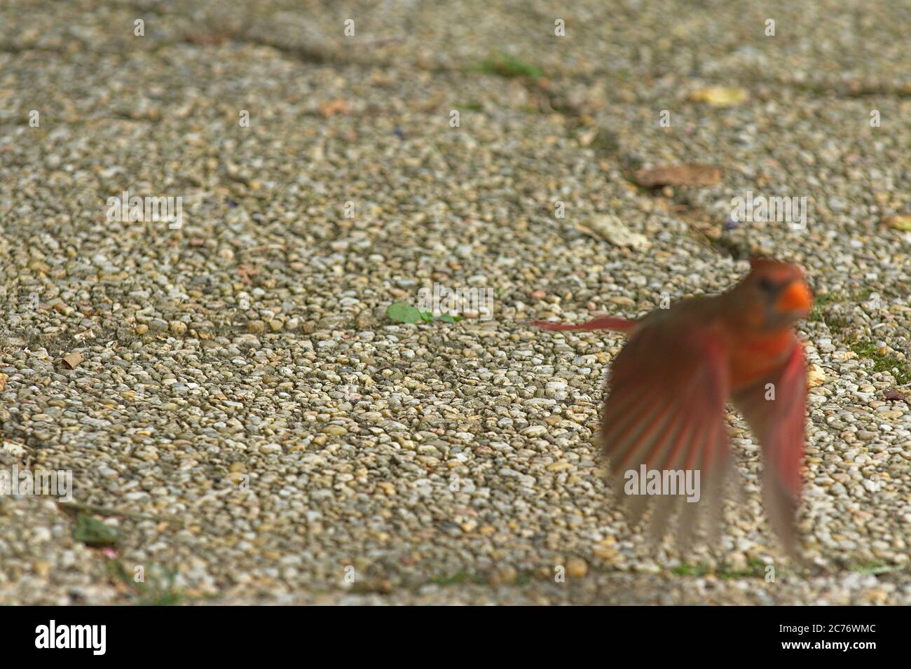 Northern Cardinal taking flight from pebble concrete Stock Photo - Alamy
