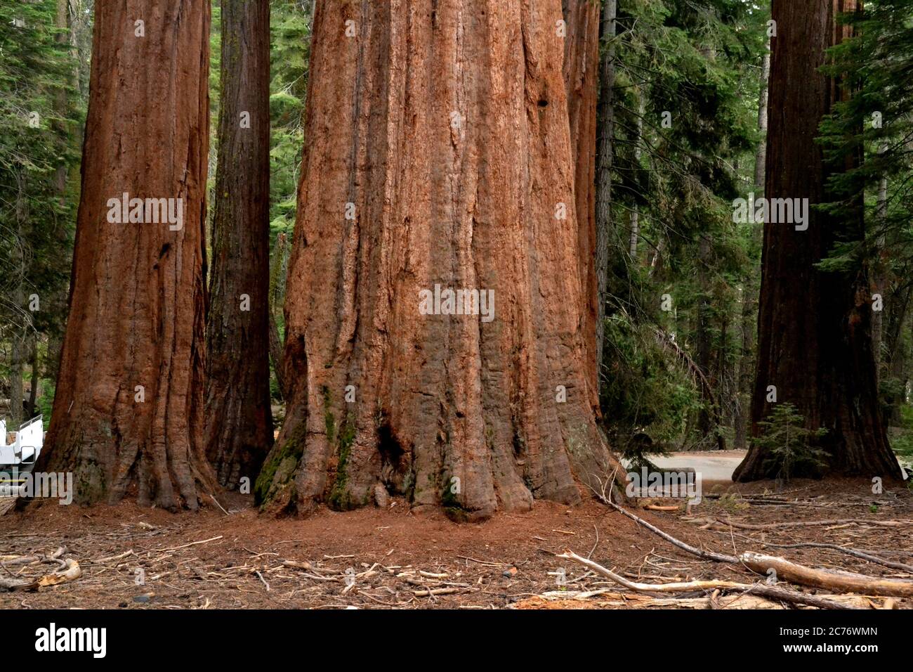 Ancient sequoia tree in Yosemite national park, California Stock Photo ...