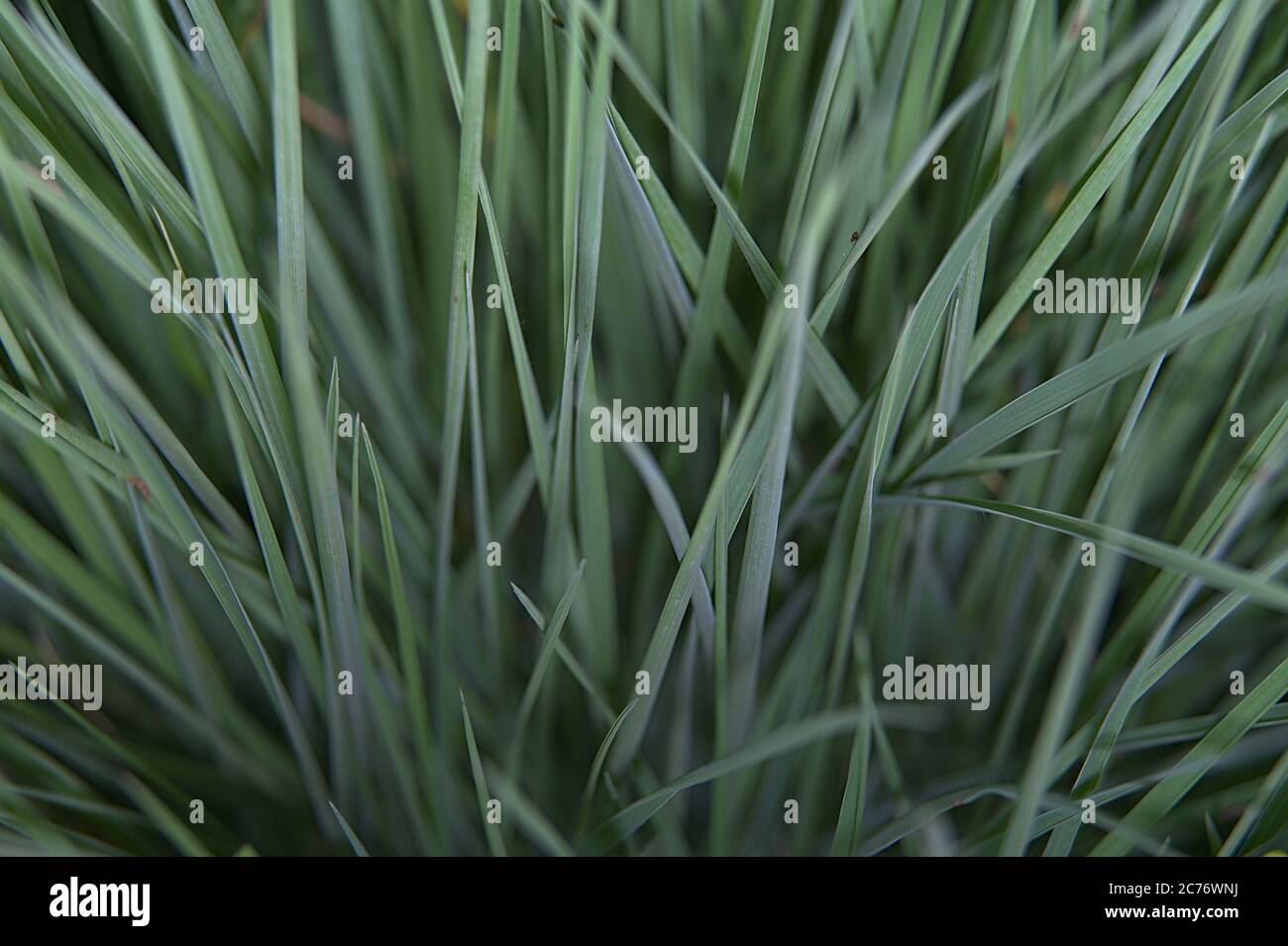 Tall grasses frame hi-res stock photography and images - Alamy