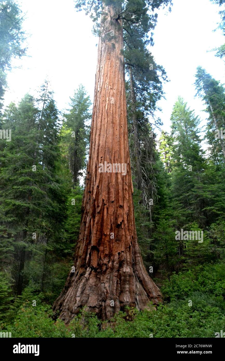 Ancient sequoia tree in Yosemite national park, California Stock Photo ...