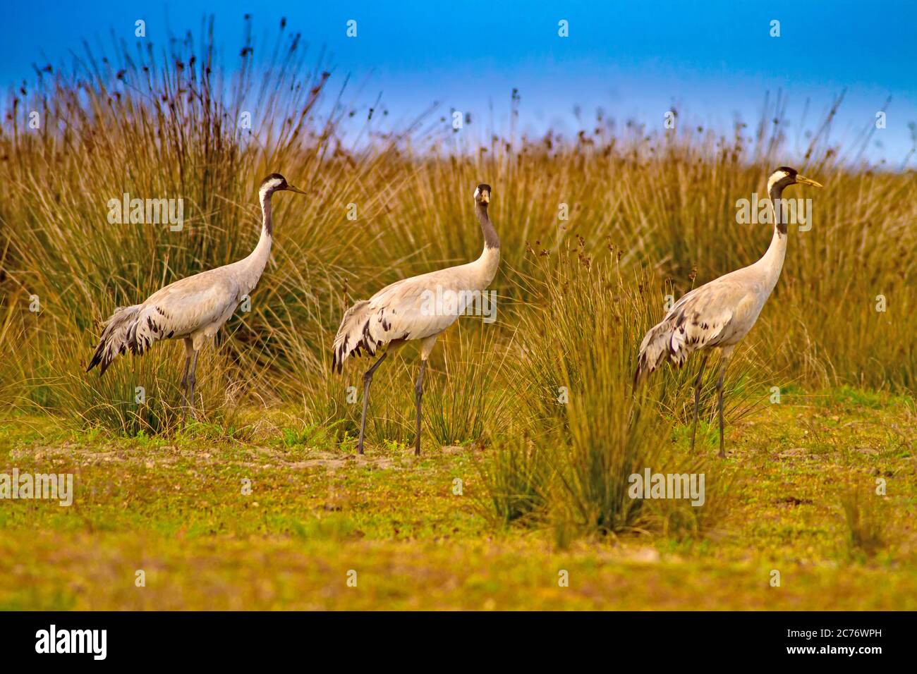 Cranes. Nature background. Bird:Common Crane. Grus grus Stock Photo - Alamy