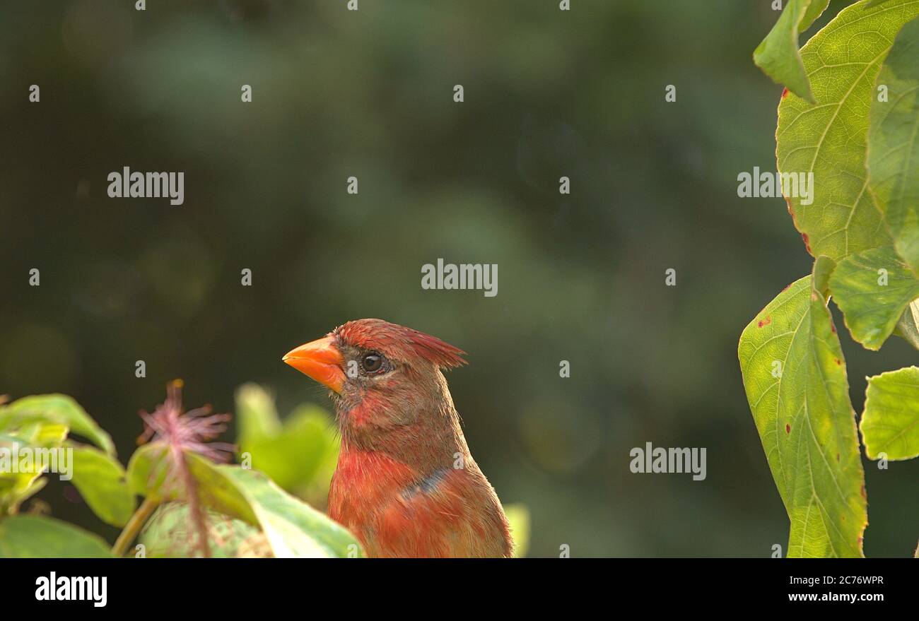 Masked cardinal hi-res stock photography and images - Alamy