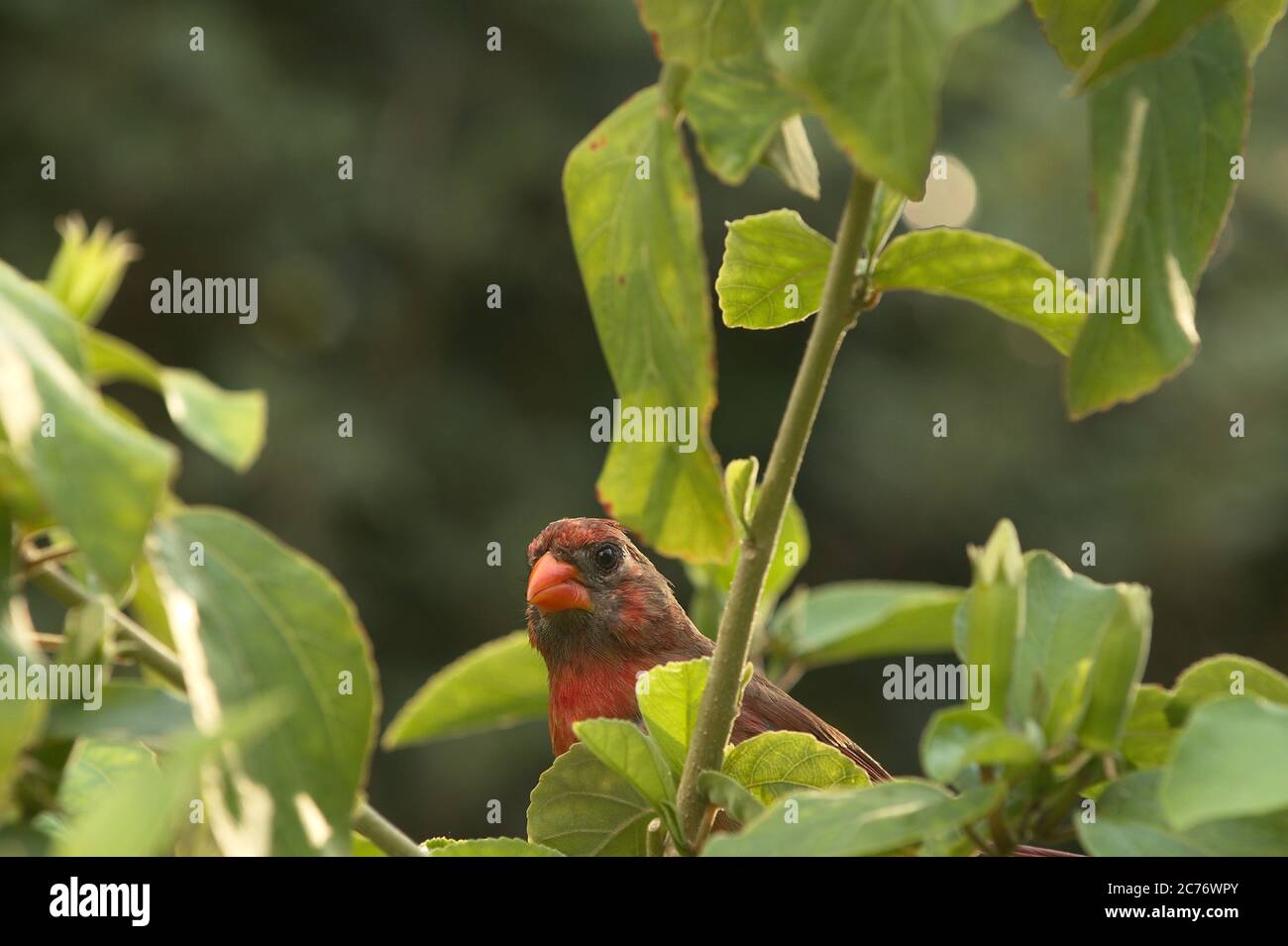 Masked cardinal hi-res stock photography and images - Alamy