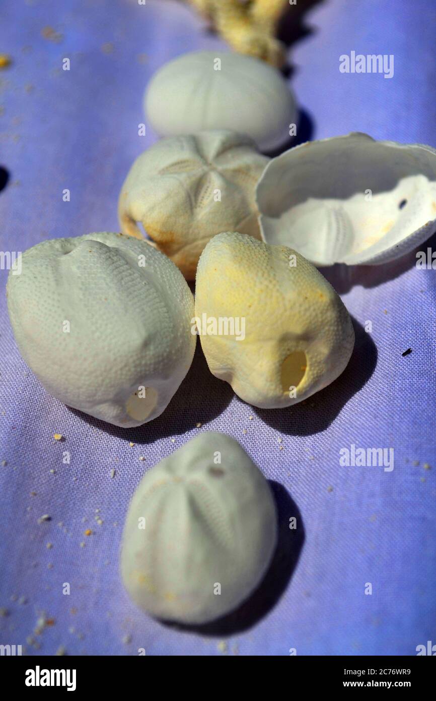 Beautiful shells from the Maldives Stock Photo - Alamy