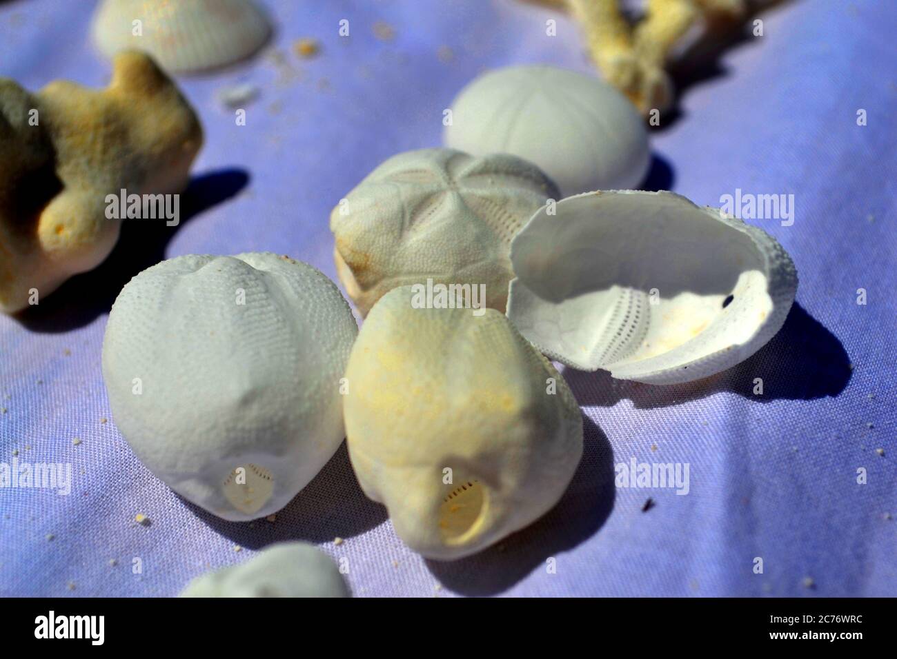 Beautiful shells hi-res stock photography and images - Alamy