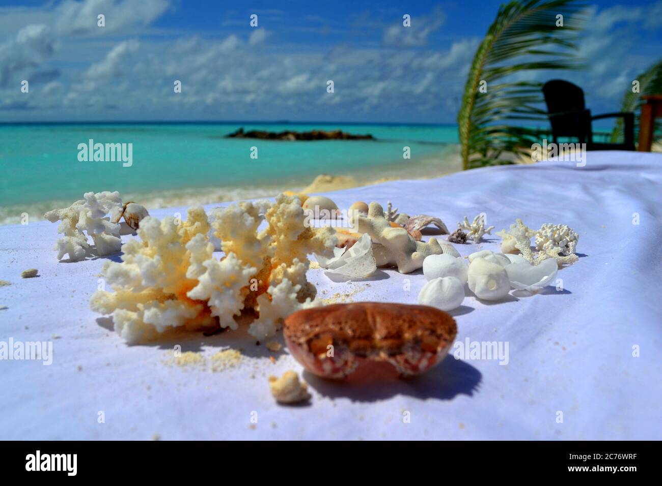 Beautiful shells from the Maldives Stock Photo - Alamy