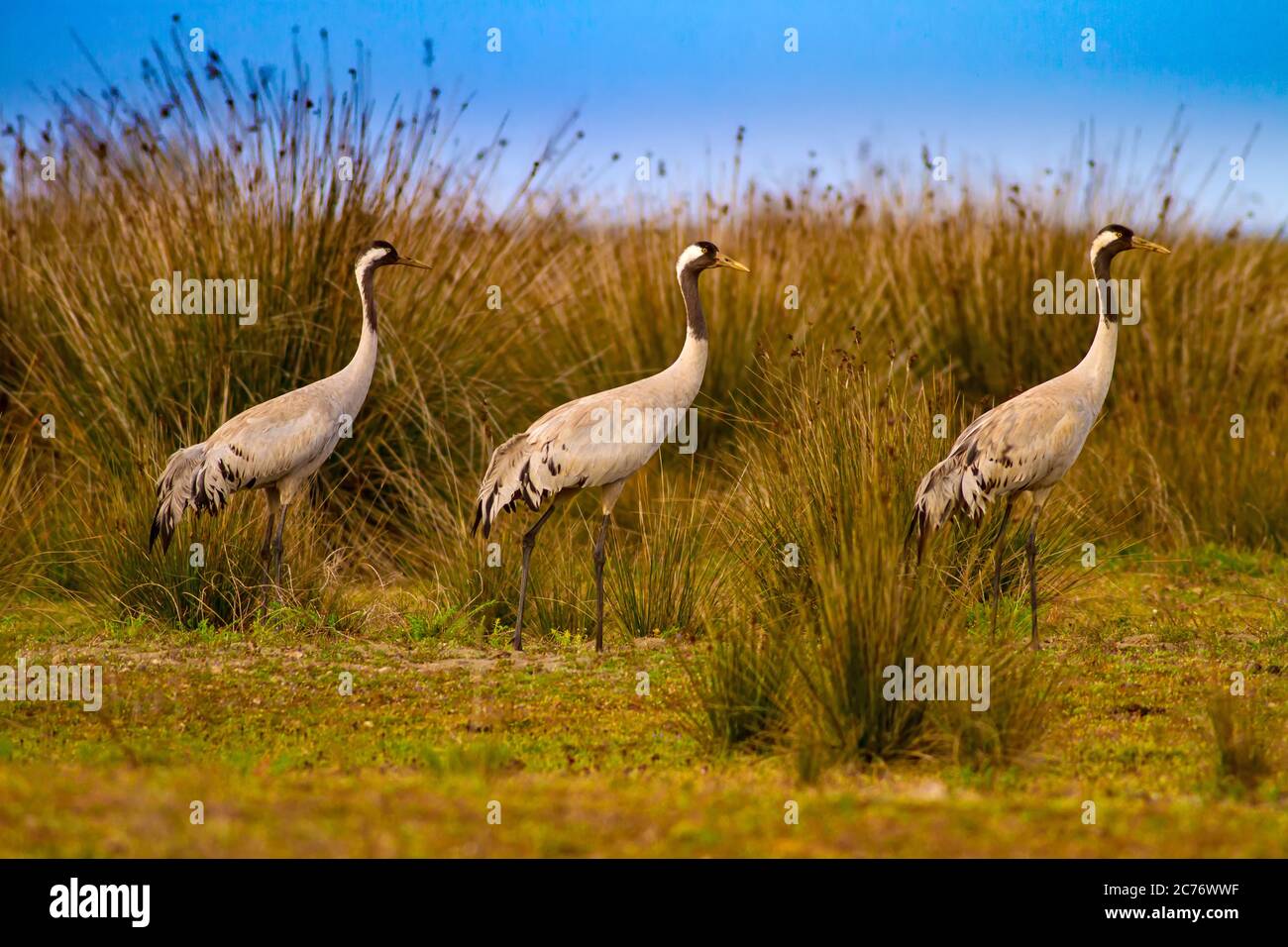 Cranes. Nature background. Bird:Common Crane. Grus grus Stock Photo - Alamy