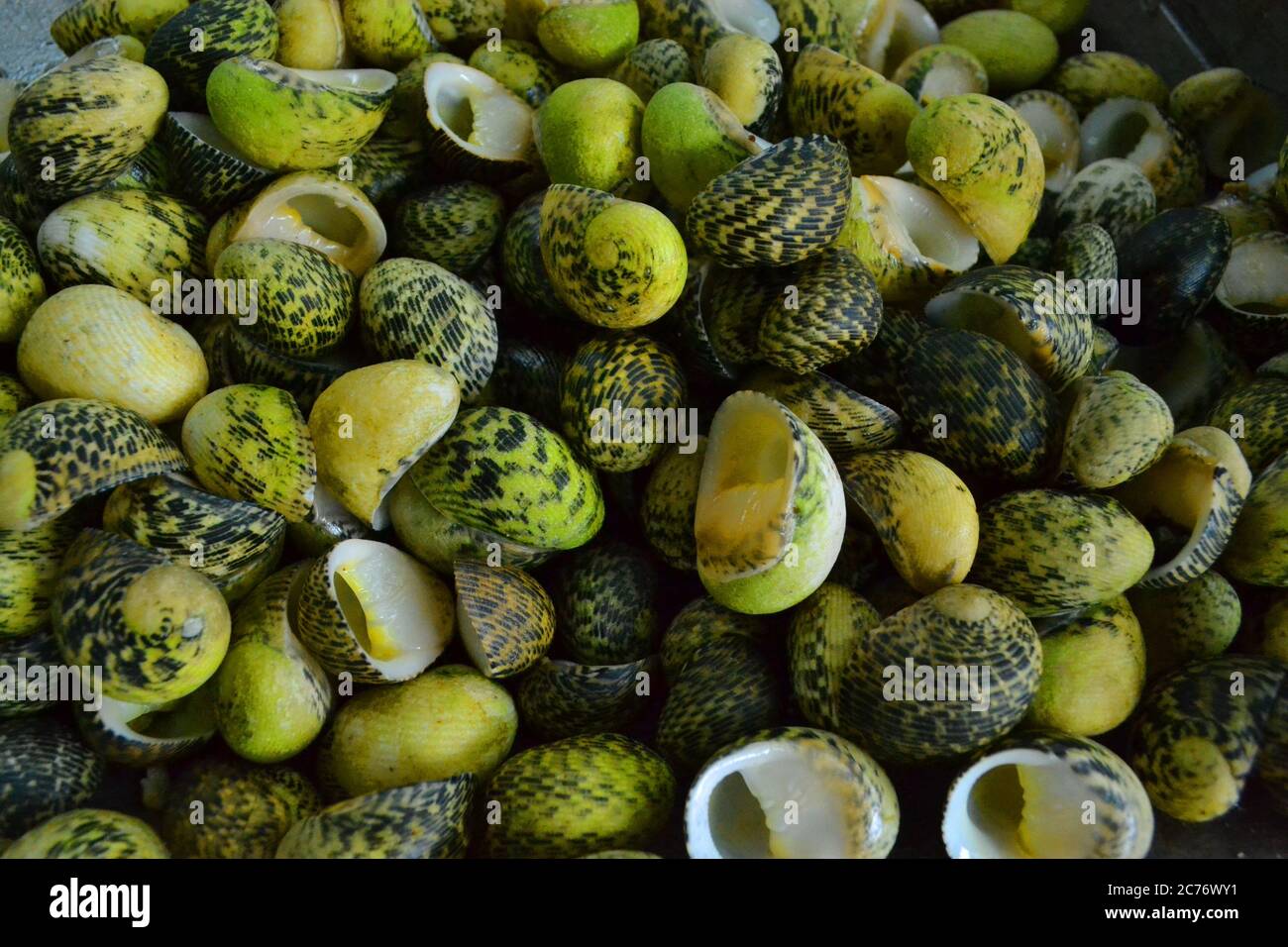 Shells maldives hi-res stock photography and images - Alamy