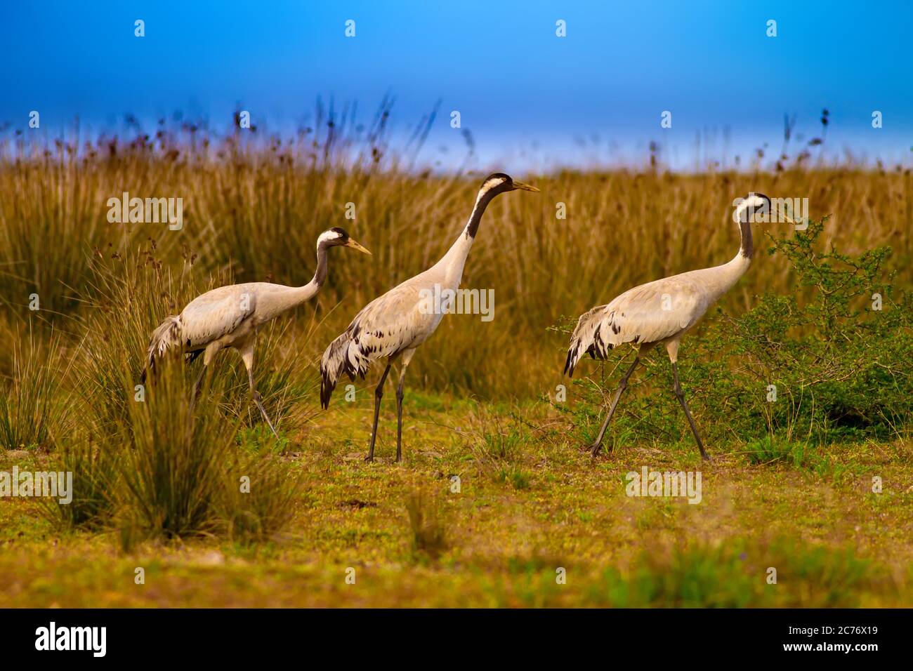 Cranes. Nature background. Bird:Common Crane. Grus grus Stock Photo - Alamy