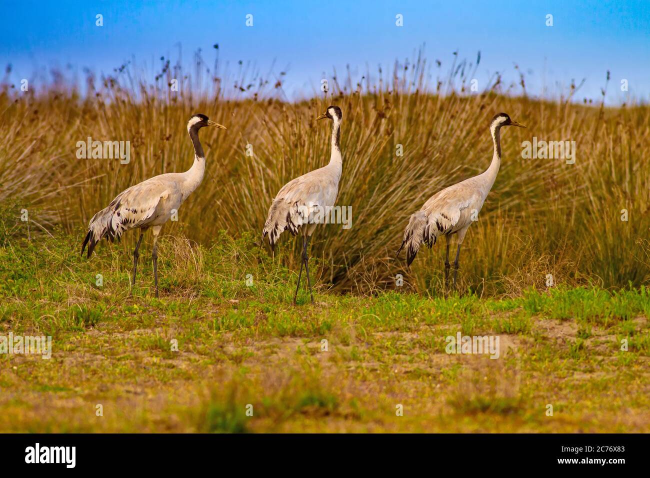 Cranes. Nature background. Bird:Common Crane. Grus grus Stock Photo - Alamy