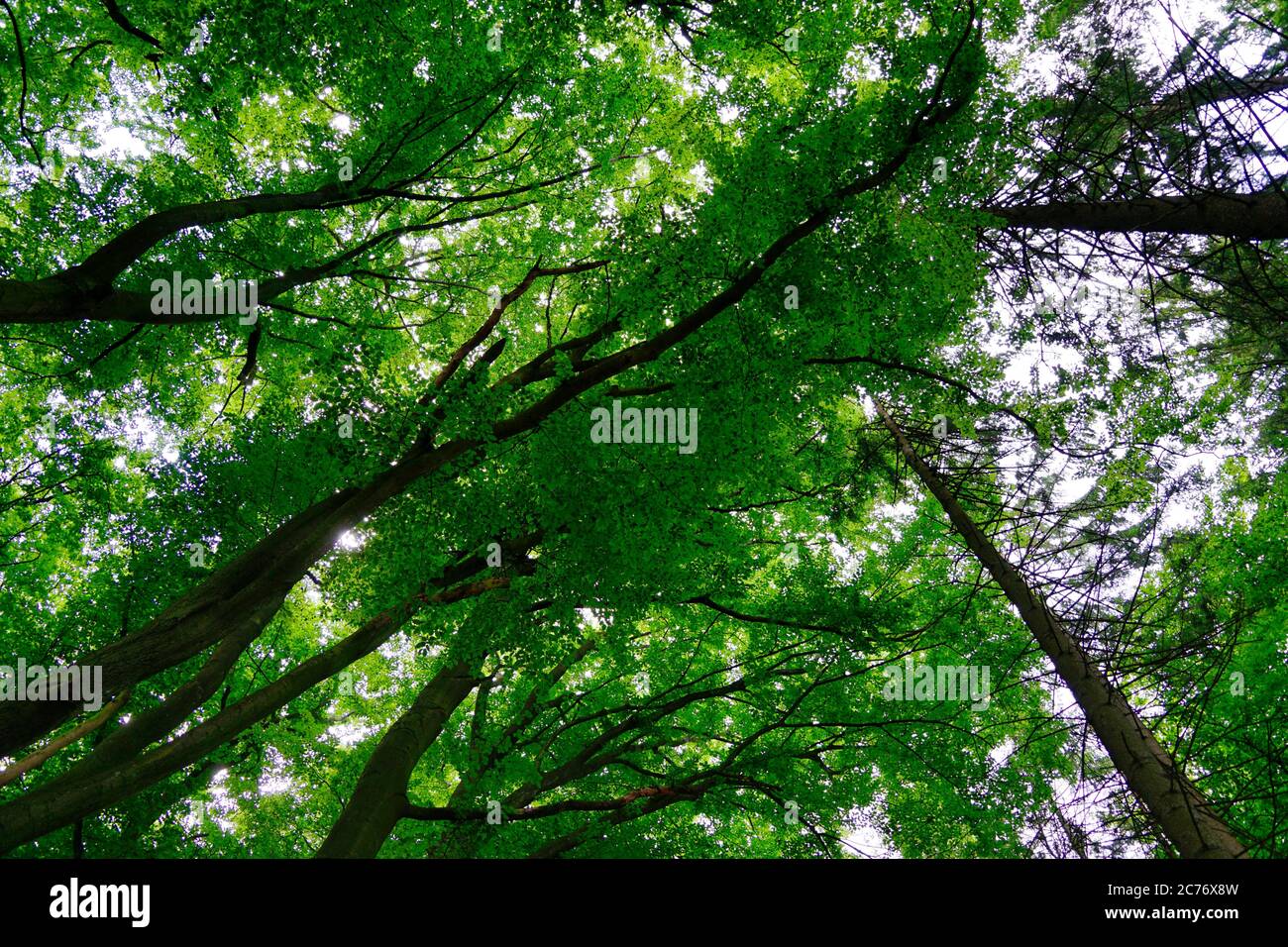 treetops from ground Stock Photo - Alamy