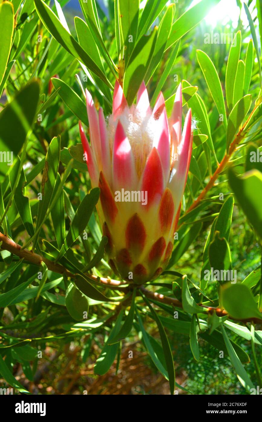 Protea flower in south africa hi-res stock photography and images - Alamy