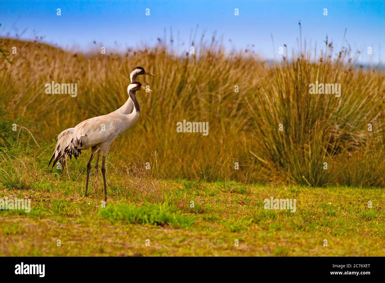 Cranes. Nature background. Bird:Common Crane. Grus grus Stock Photo - Alamy