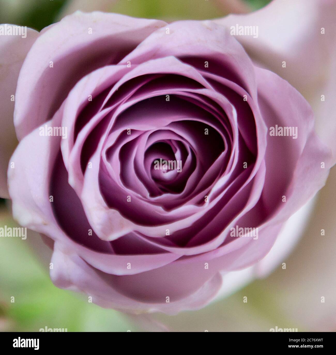 Lilac coloured rose in detail Stock Photo - Alamy