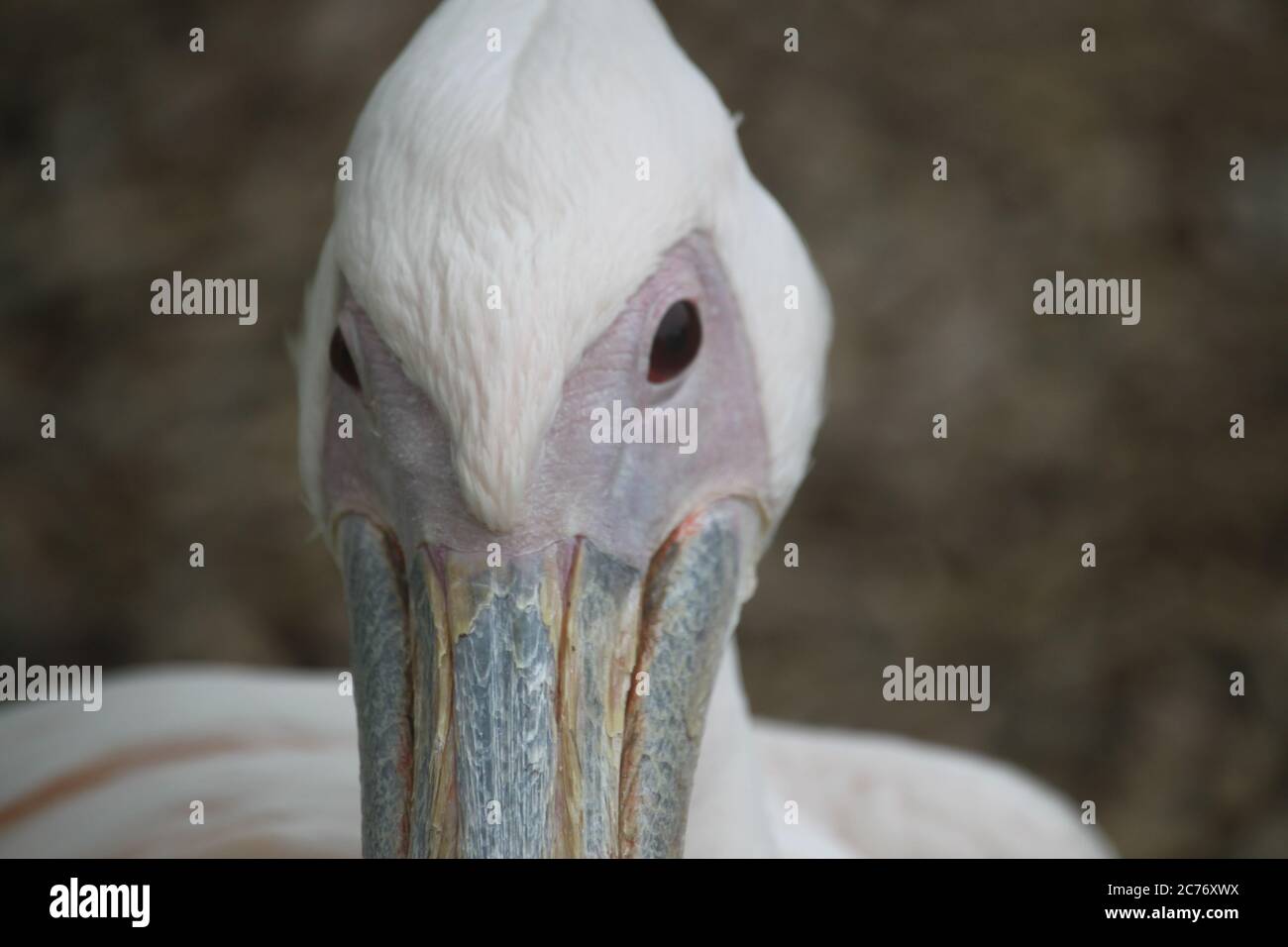 Pelican man hi-res stock photography and images - Alamy