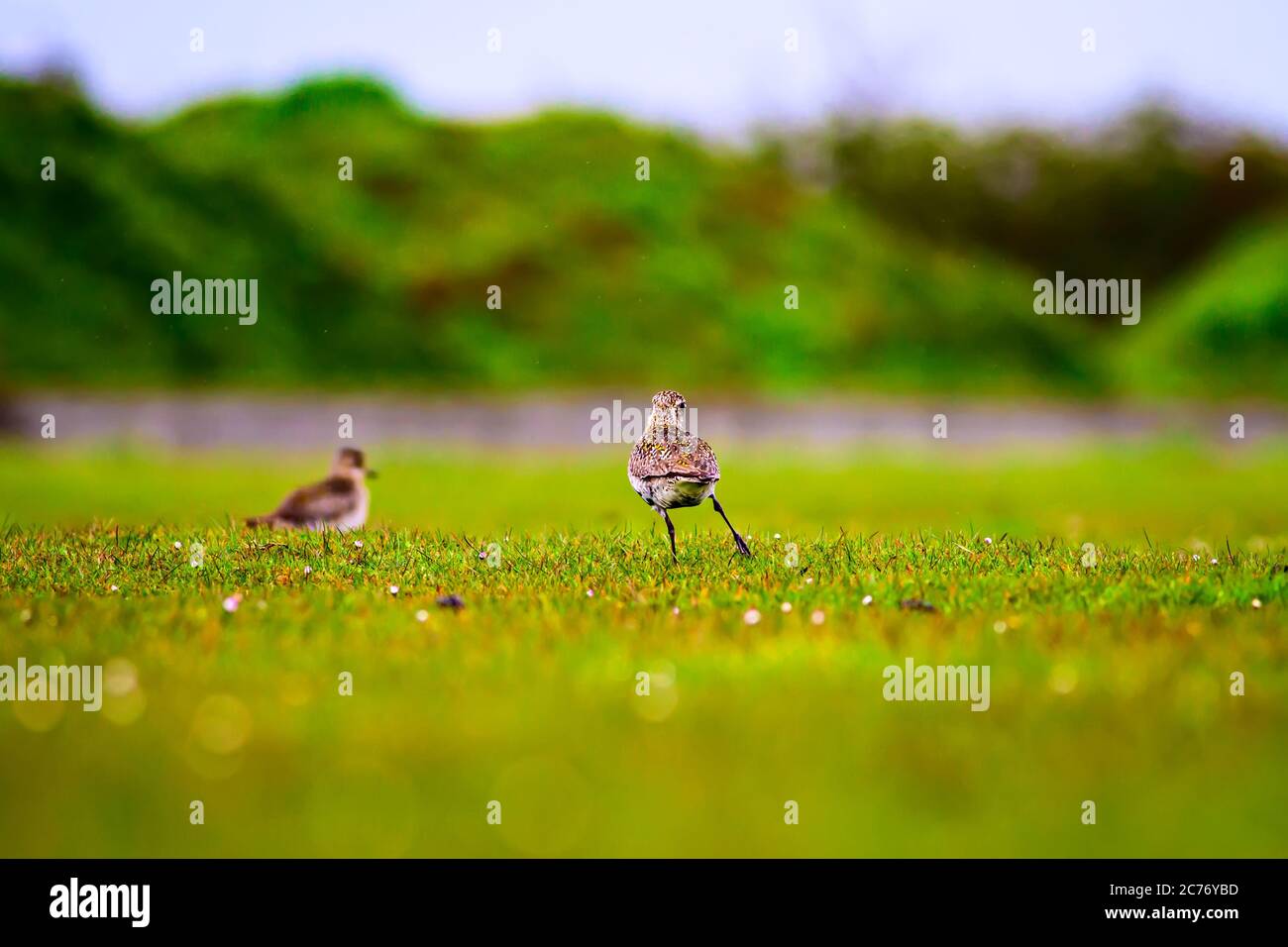 Cute golden plover. Green grass background. European Golden Plover ...