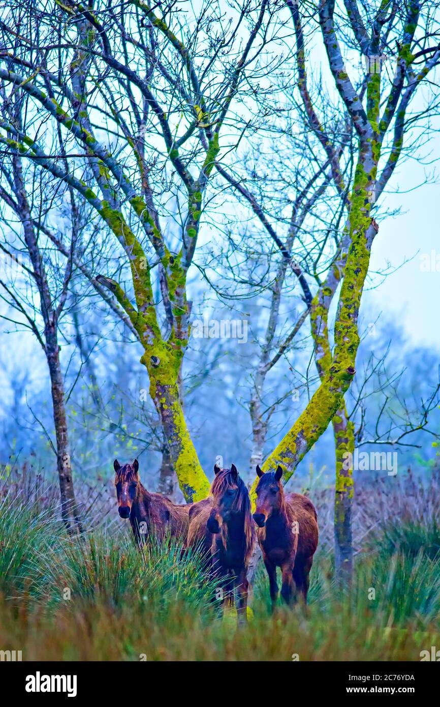 Wild horses and forest. Mossy tree and forest background Stock Photo ...
