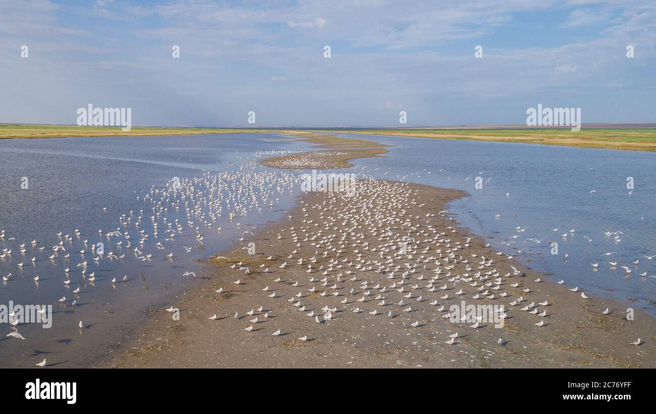 colony of seagulls in Danube Delta, Romania Stock Photo - Alamy