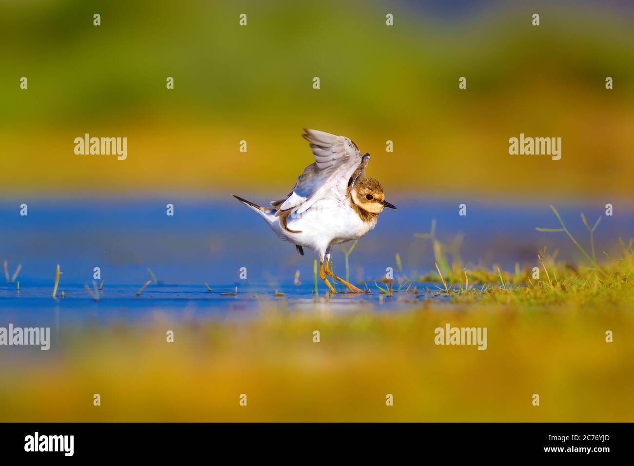 Bird Washing High Resolution Stock Photography and Images - Alamy