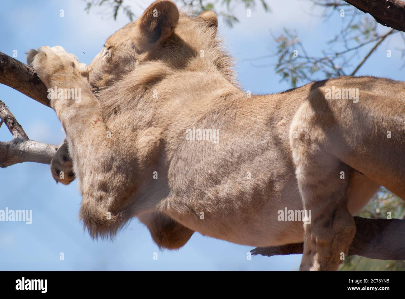 A female lion resting on a tree branch with her legs hanging down Stock ...