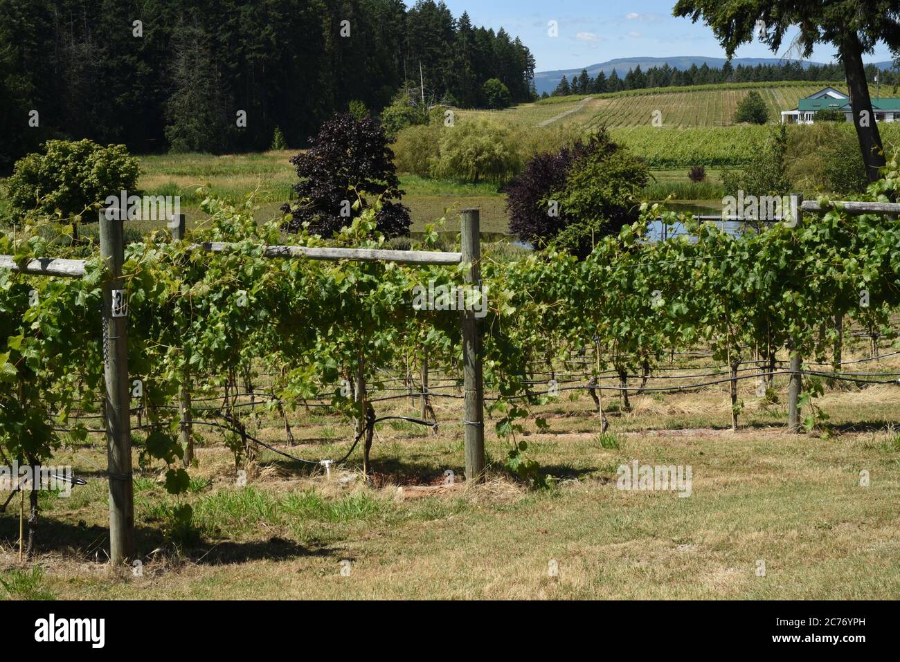 Mill Bay, British Columbia, Canada, 14 July, 2020 - The British ...