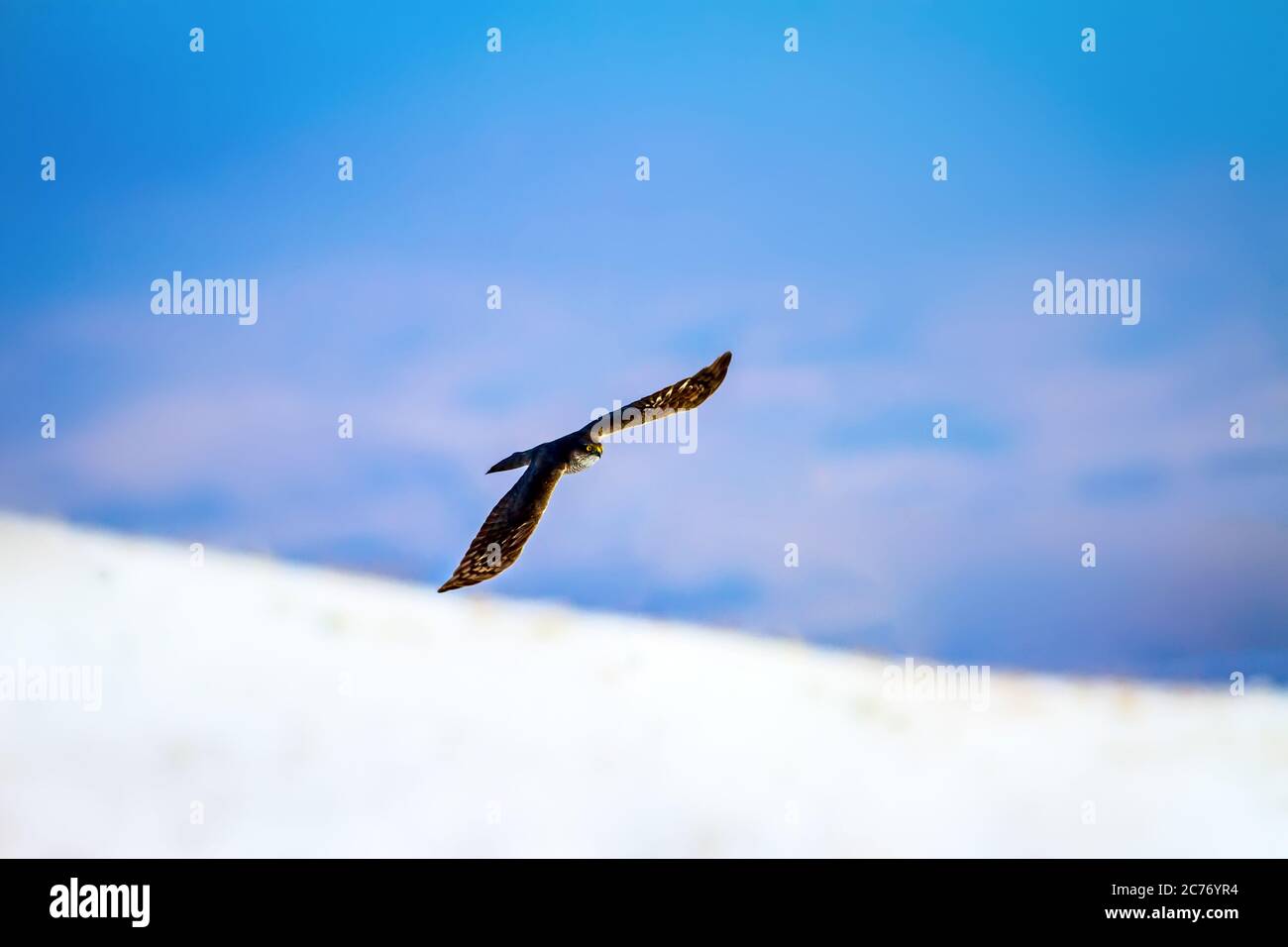 Flying hawk. Winter nature background. Bird: Eurasian Sparrowhawk ...