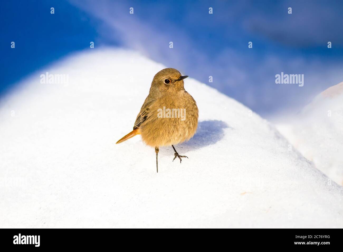 Cute little bird on snow. Blue and white snow background. Bird: Black ...