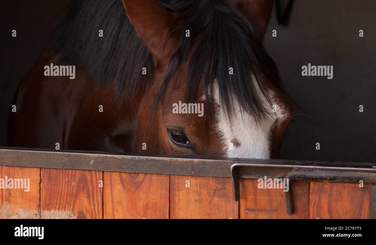 Horse peeping over a gate Stock Photo - Alamy