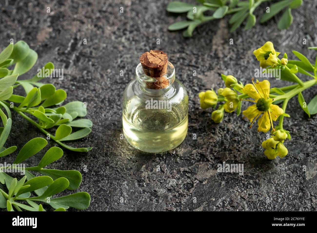 A bottle of essential oil with blooming common rue, or Ruta graveolens ...