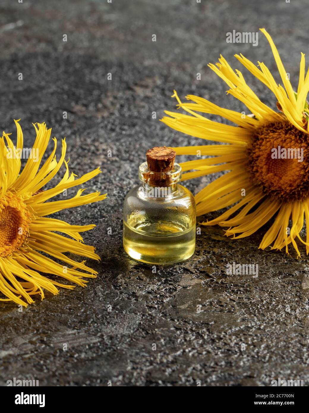 A bottle of elecampane essential oil with fresh Inula helenium flowers ...