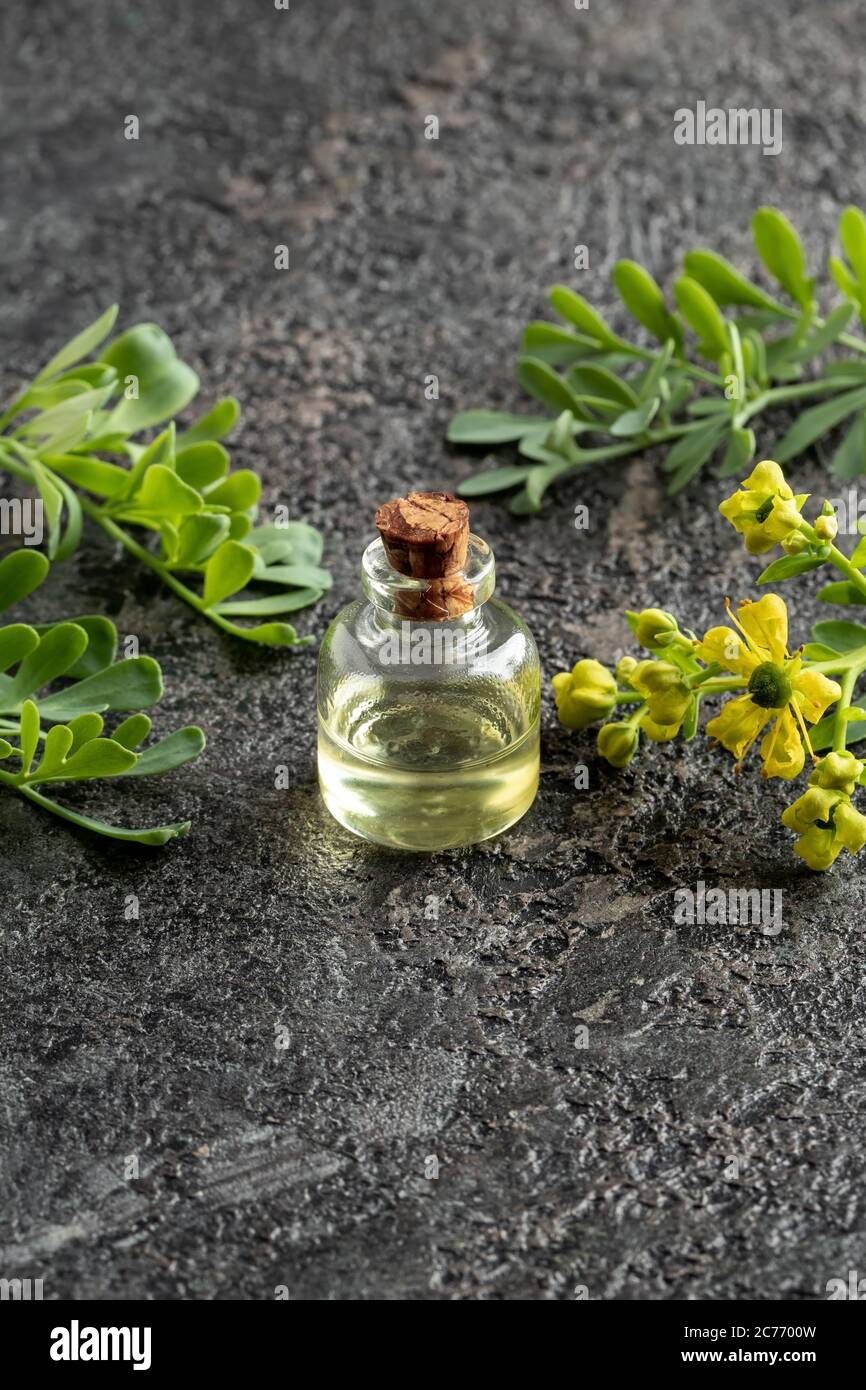 A bottle of essential oil with blooming common rue, or Ruta graveolens ...
