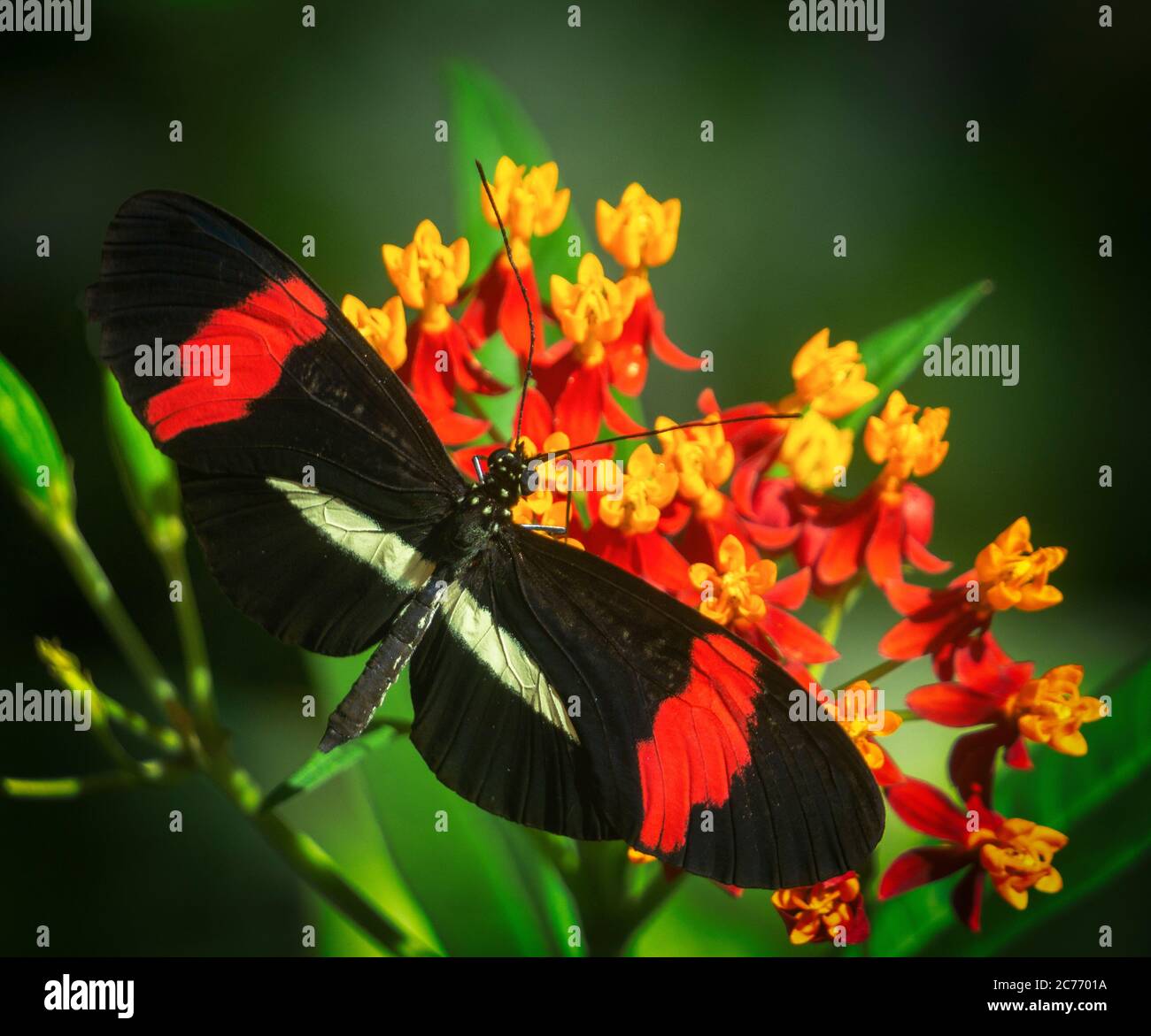 Monarch alberta hi-res stock photography and images - Alamy