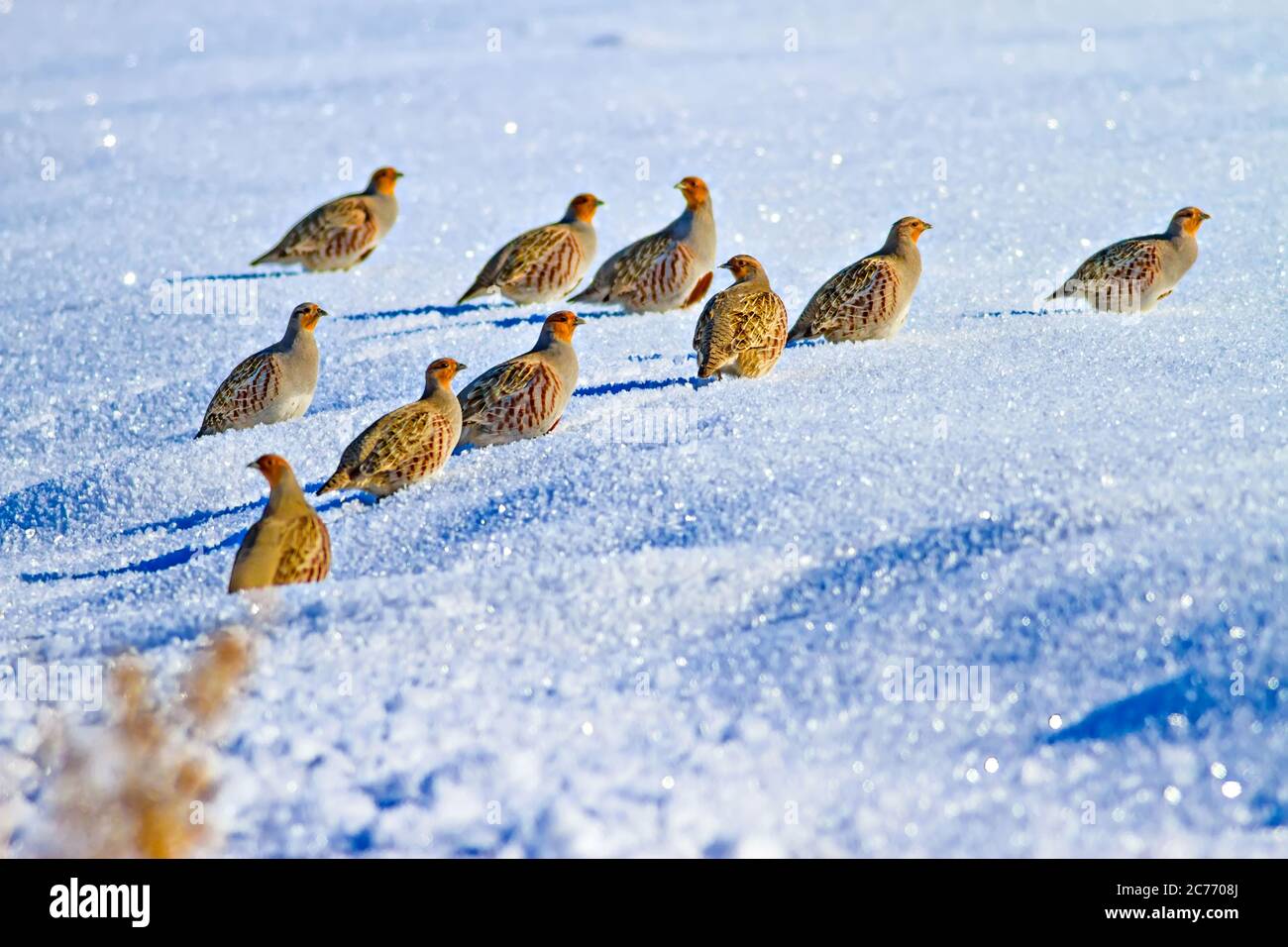 Winter and Partridges. White snow background. Bird: Grey Partridge ...