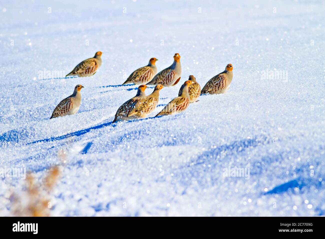 Winter and Partridges. White snow background. Bird: Grey Partridge ...