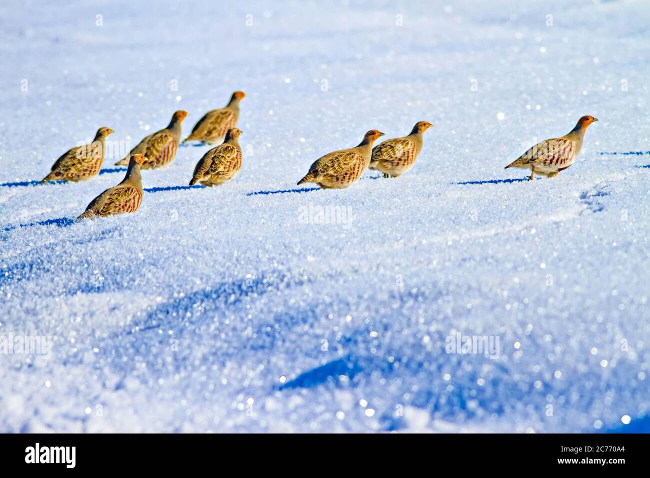Winter and Partridges. White snow background. Bird: Grey Partridge ...