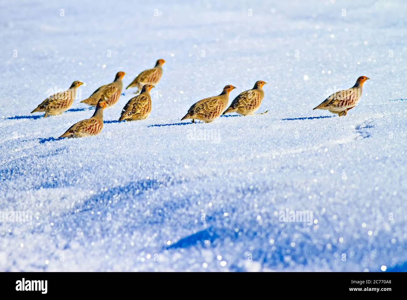 Winter and Partridges. White snow background. Bird: Grey Partridge ...
