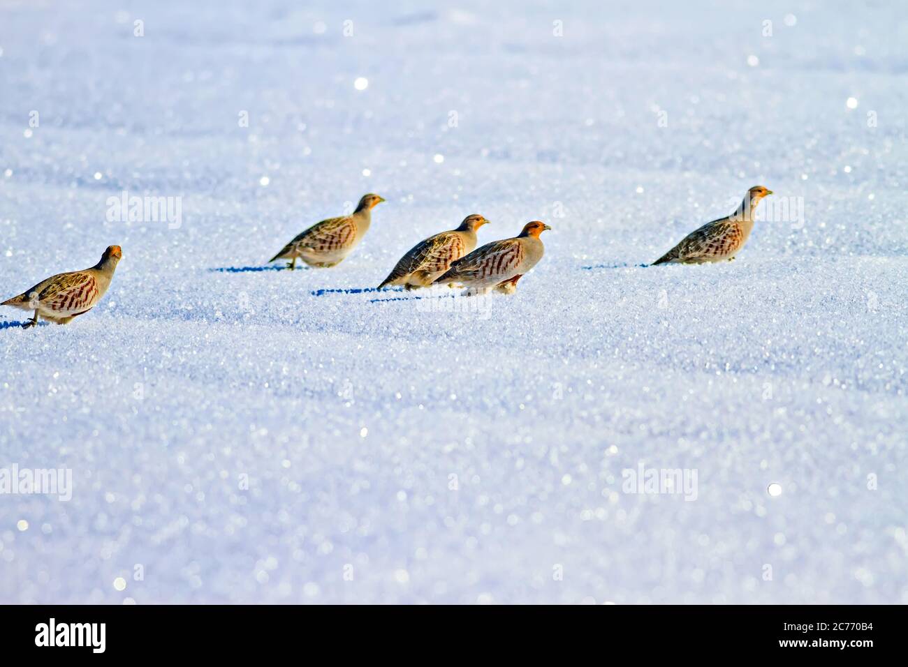 Winter and Partridges. White snow background. Bird: Grey Partridge ...