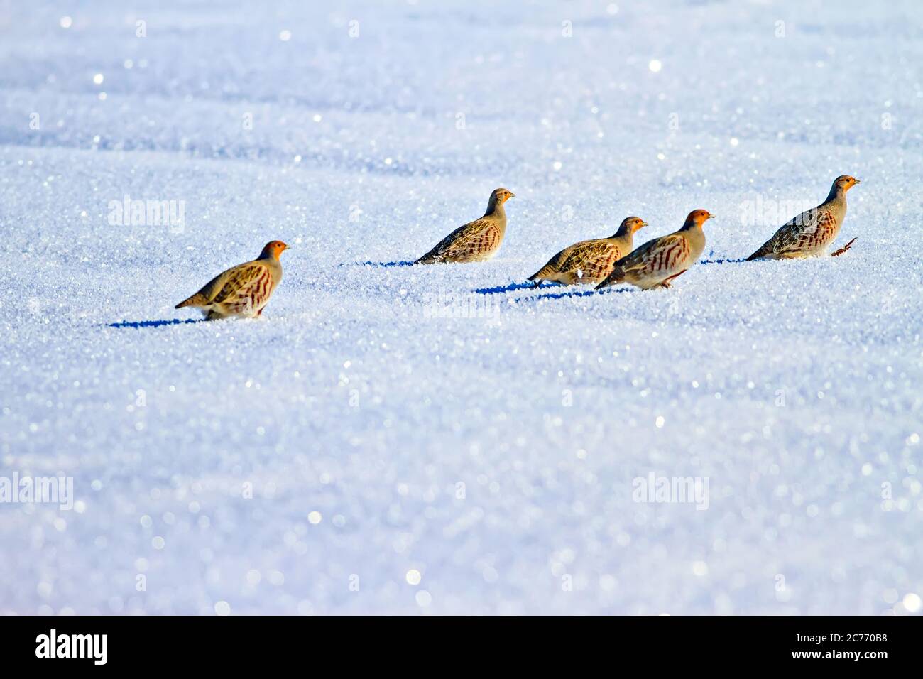 Winter and Partridges. White snow background. Bird: Grey Partridge ...