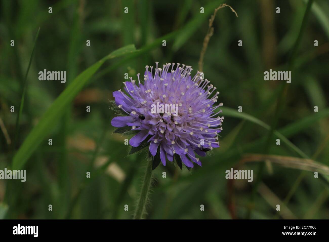 Devil's Bit Scabious Stock Photo - Alamy