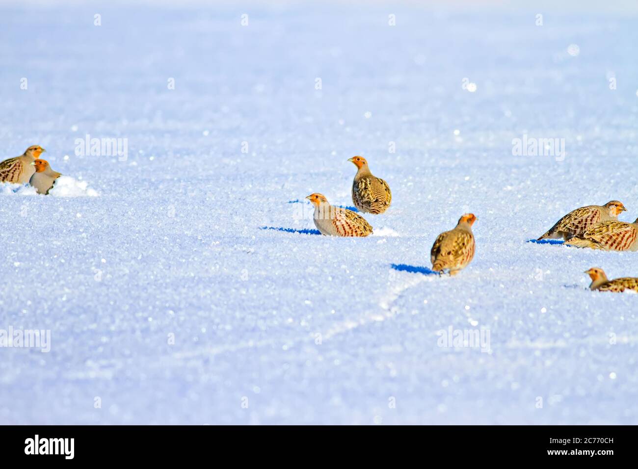 Winter and Partridges. White snow background. Bird: Grey Partridge ...