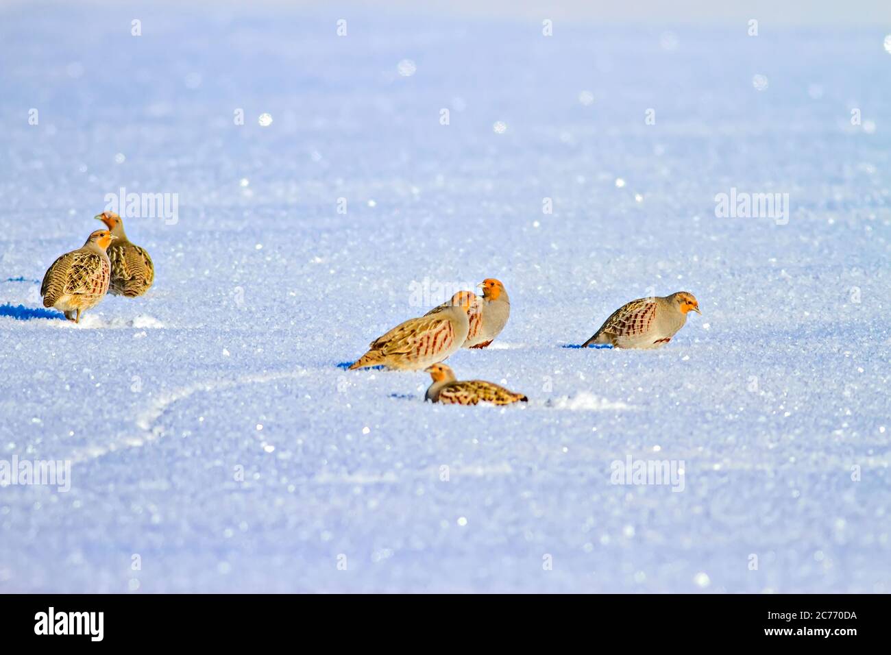 Winter and Partridges. White snow background. Bird: Grey Partridge ...