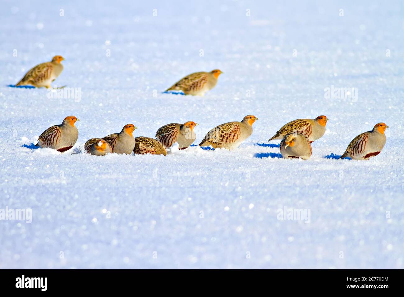 Winter and Partridges. White snow background. Bird: Grey Partridge ...