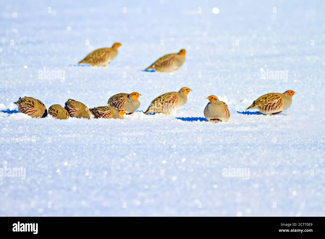 Winter and Partridges. White snow background. Bird: Grey Partridge ...
