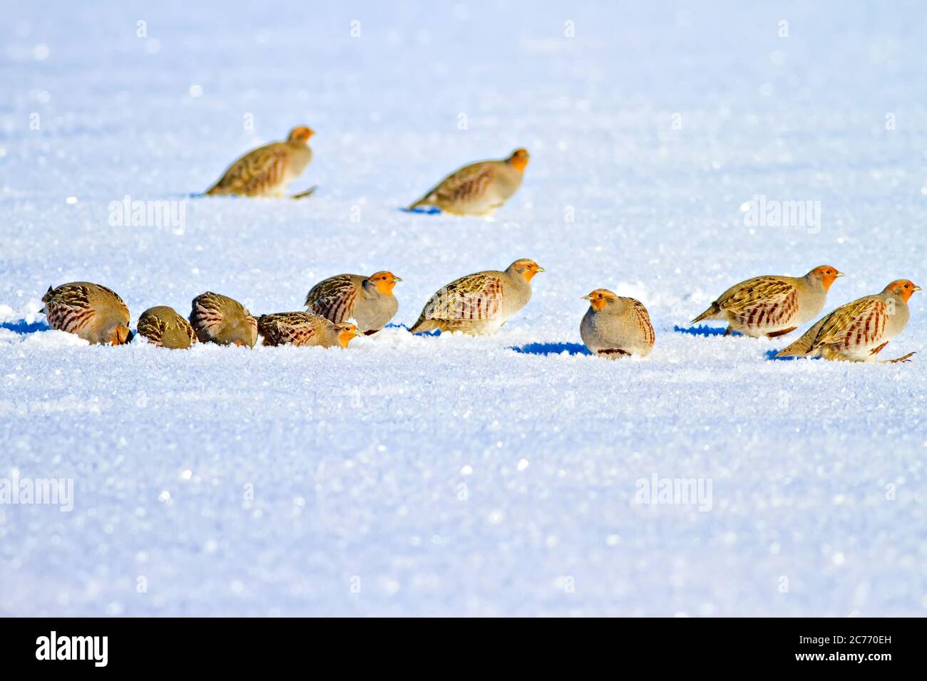 Winter and Partridges. White snow background. Bird: Grey Partridge ...