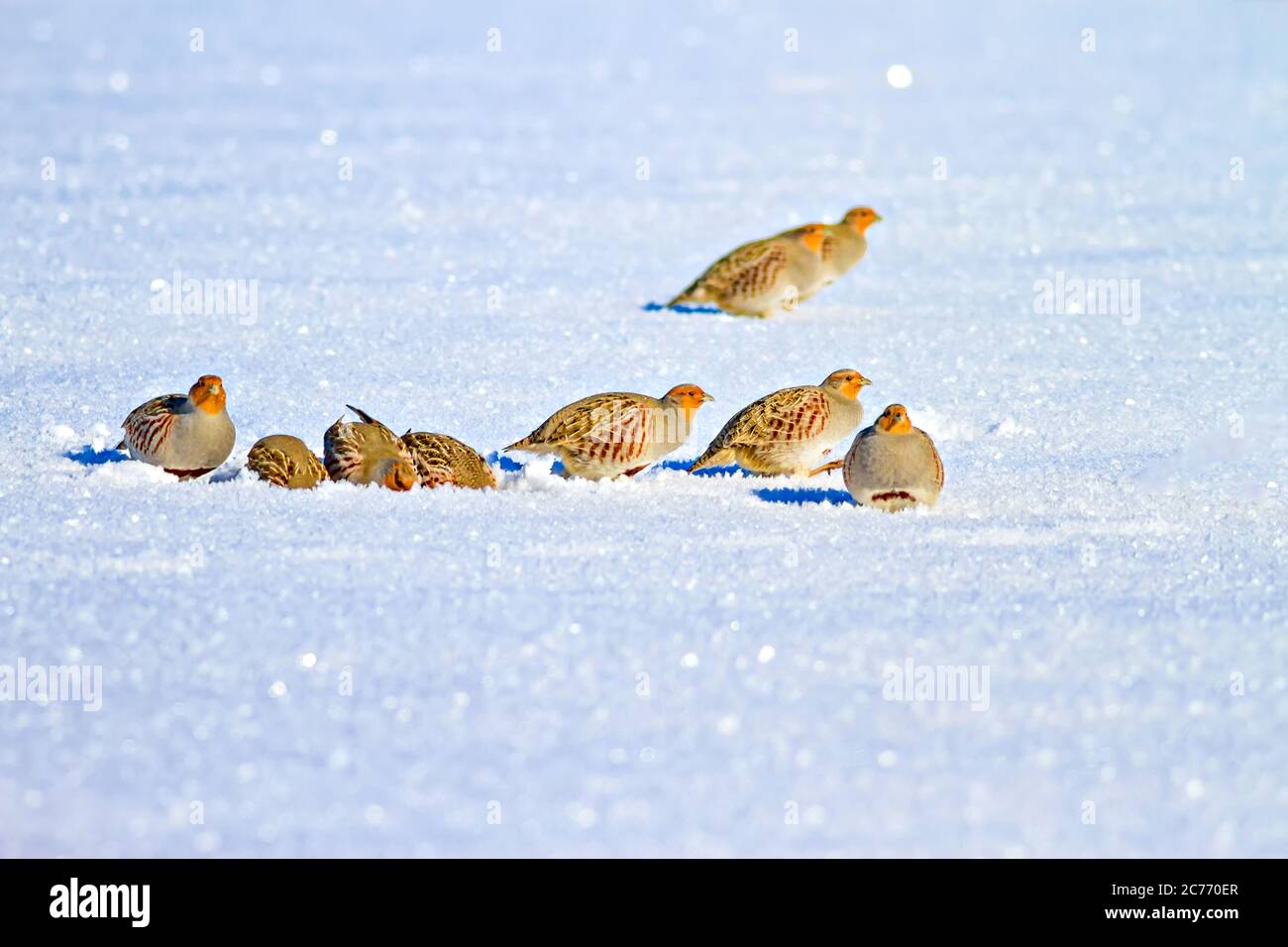 Winter and Partridges. White snow background. Bird: Grey Partridge ...