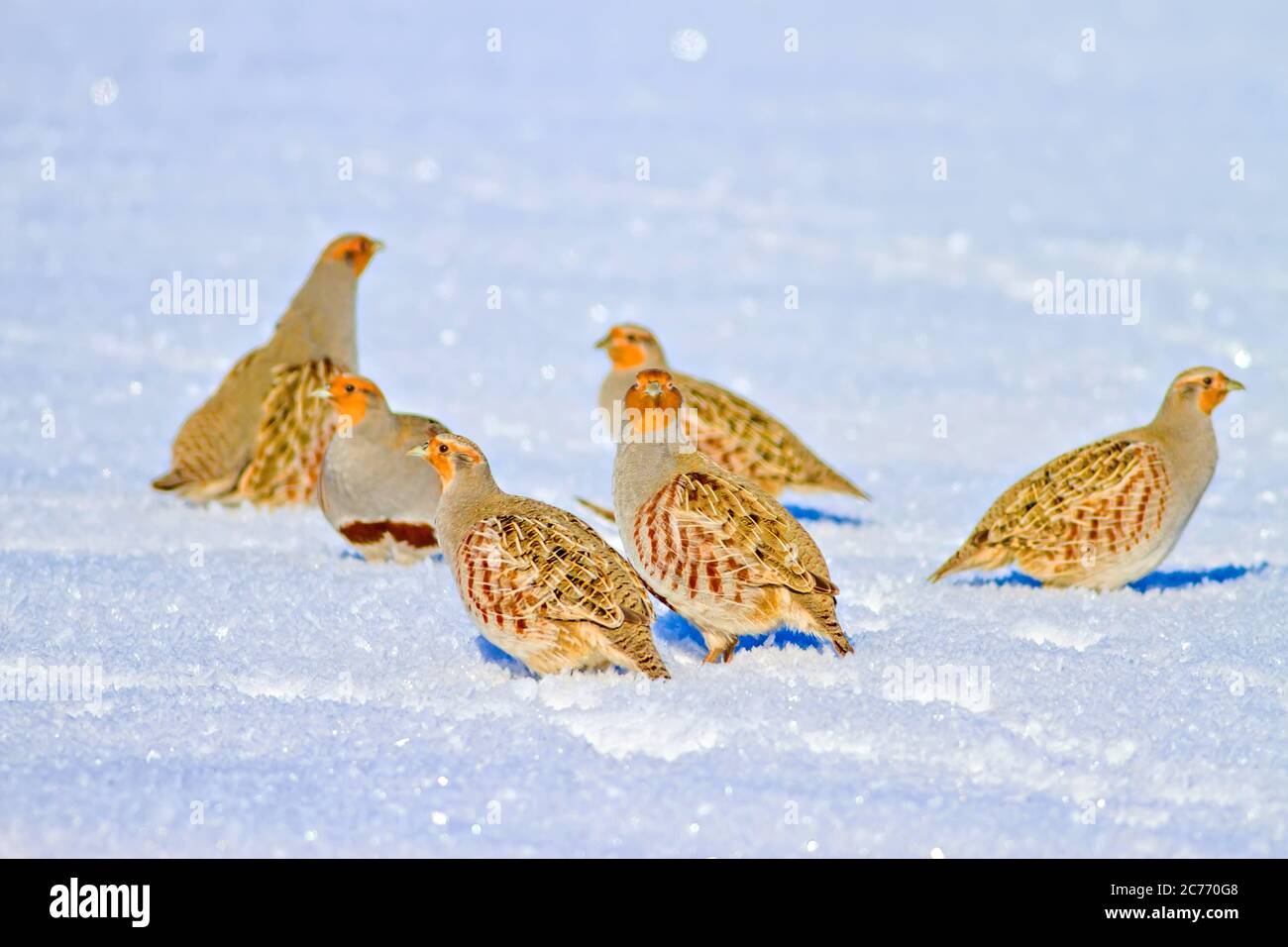 Winter and Partridges. White snow background. Bird: Grey Partridge ...