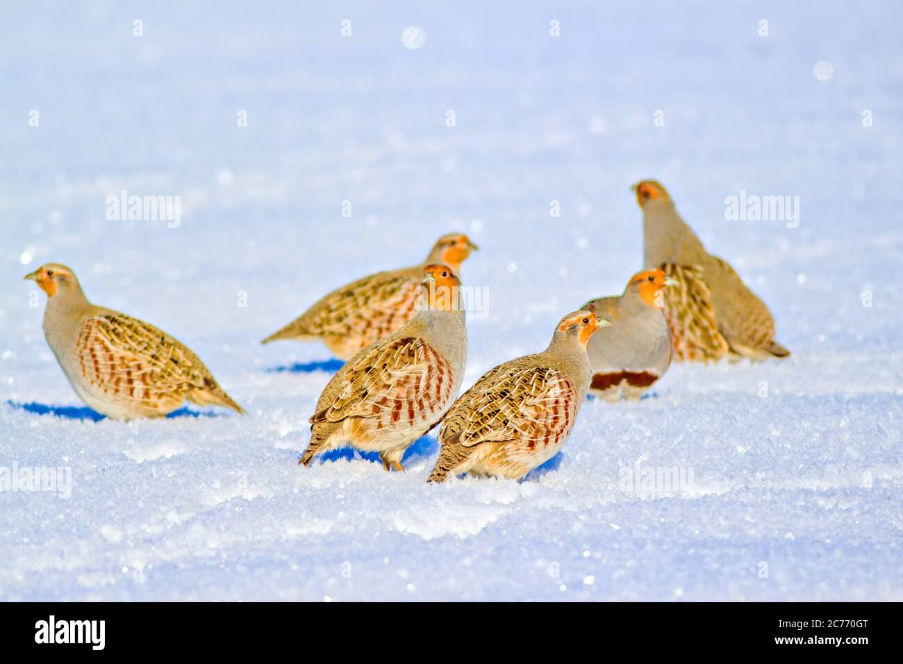 Winter and Partridges. White snow background. Bird: Grey Partridge ...